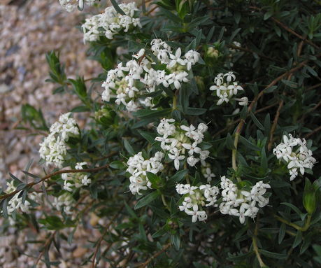 Pimelea humilis