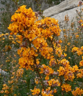 Oxylobium ellipticum