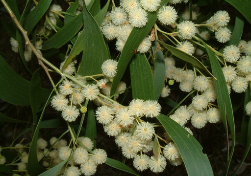 Acacia implexa