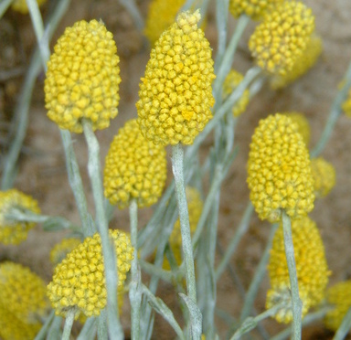 Calocephalus citreus