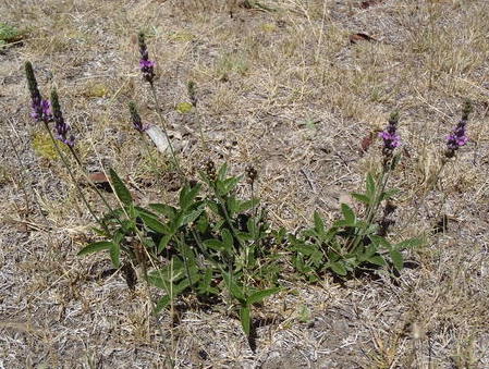 Cullen microcephalum