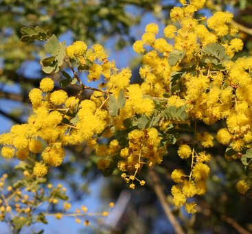 Acacia spectabilis