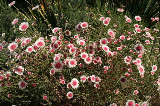 Actinodium cunninghamii