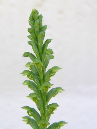 Microtis sp. [LOCAL]